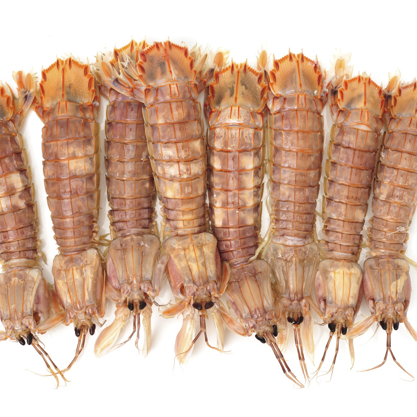 Ricette con Cicale di mare - Casa Pappagallo