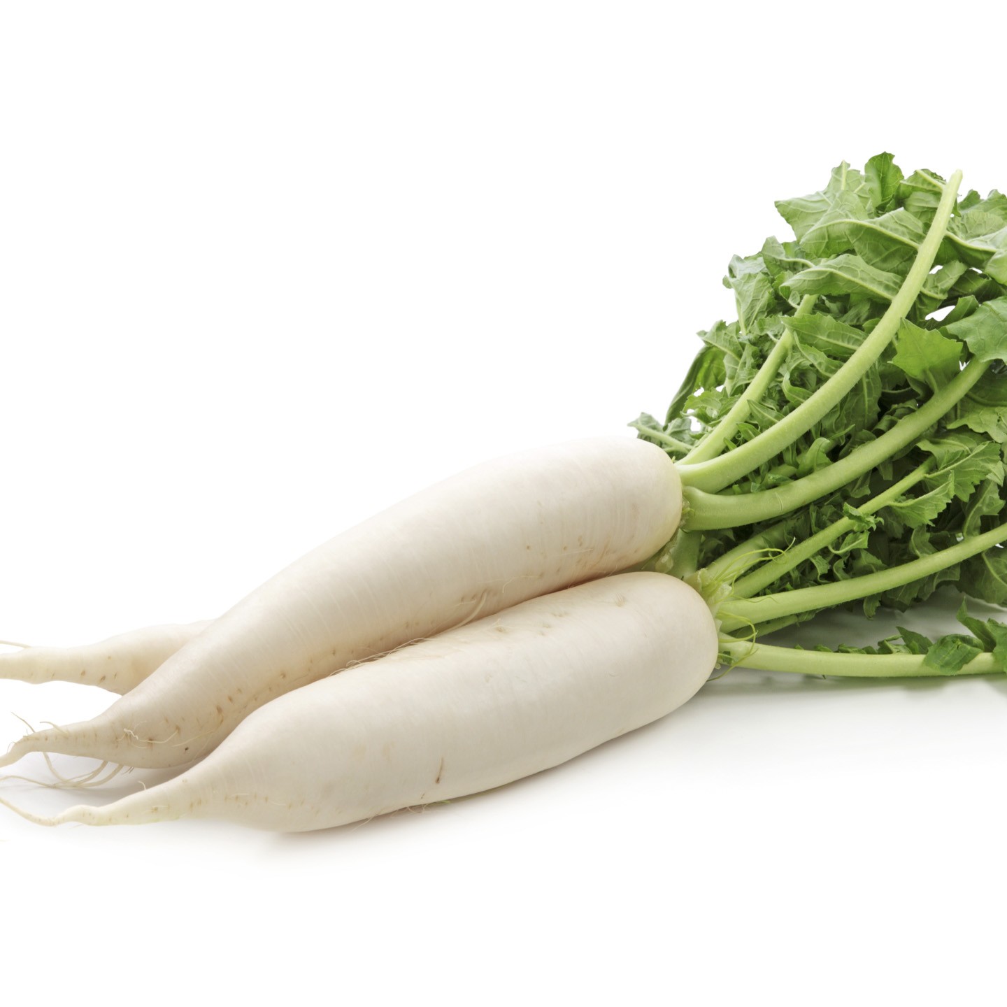 Daikon - Casa Pappagallo