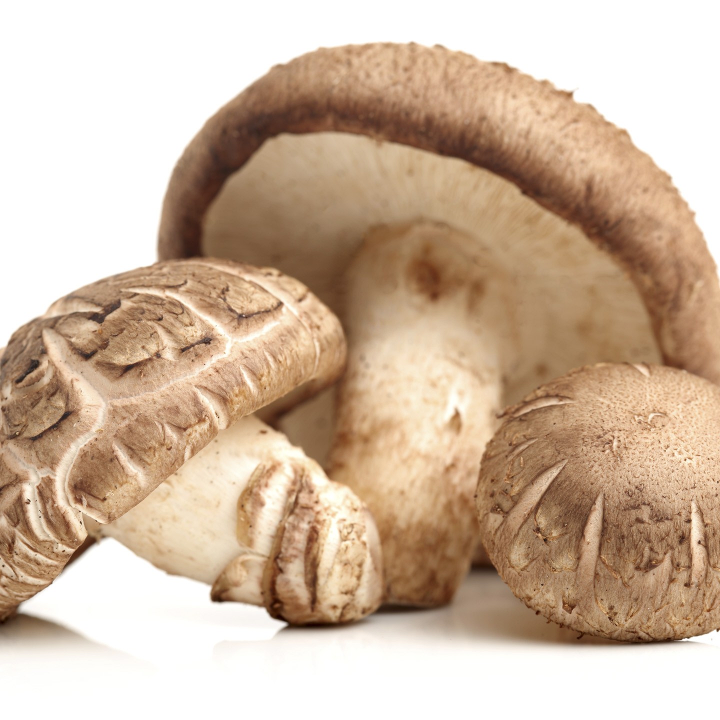 Ricette con Funghi shitake - Casa Pappagallo