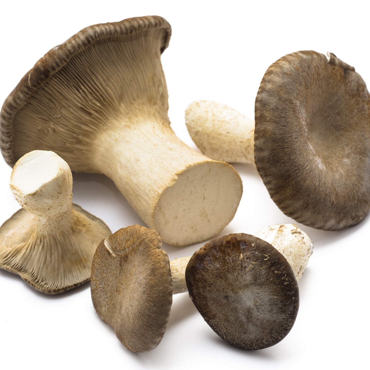 Ricette con Funghi cardoncelli - Casa Pappagallo