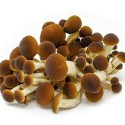 Ricette con Pioppini - Casa Pappagallo